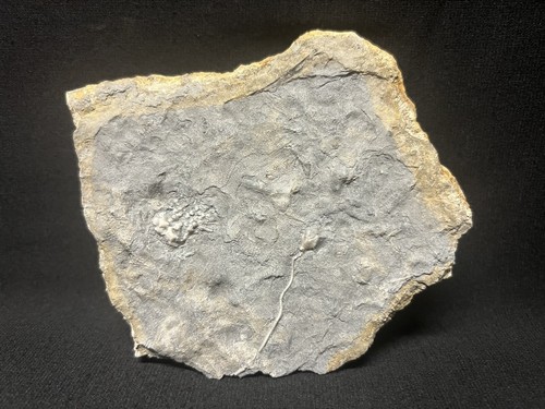 Blastoid-Killer Pentremites girtyi w/ stem Indiana-Fossils, Trilobite ...