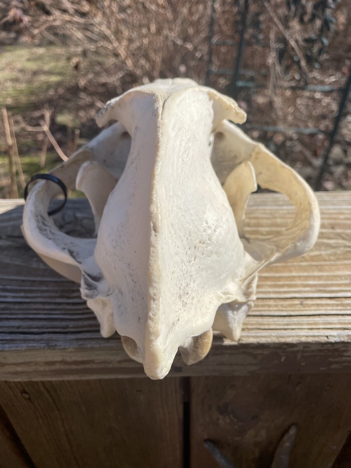 Taxidermy RARE Trophy Africa SPOTTED HYENA Skull Bone African Safari ...