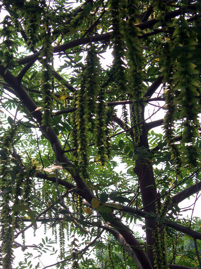 Chinese Wingnut, Pterocarya stenoptera, Tree Seeds (Rare, Fast, Showy ...