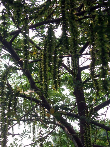 Chinese Wingnut, Pterocarya stenoptera, Tree Seeds (Rare, Fast, Showy ...