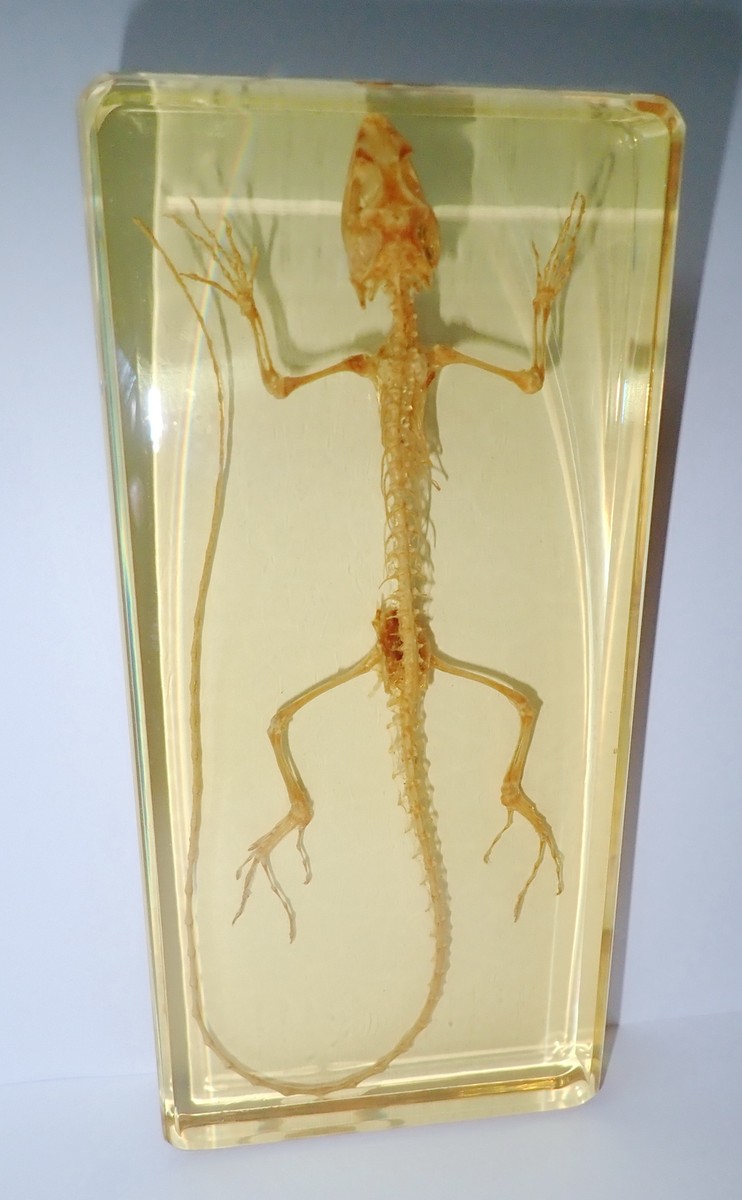 Legless Lizard Skeleton