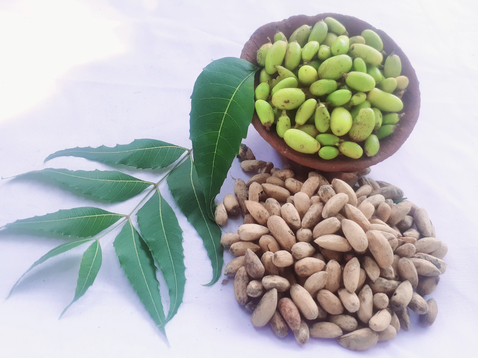 Neem tree seeds 100% premium quality organic Azadirachta indica ceylon ...