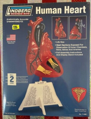 Lindberg Science Kits #71309: Human Heart, Life Size Model Kit | eBay