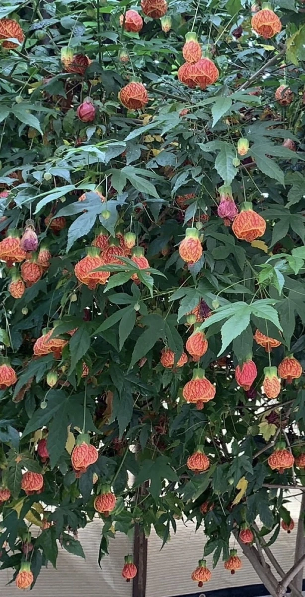 Japanese Lantern Flower