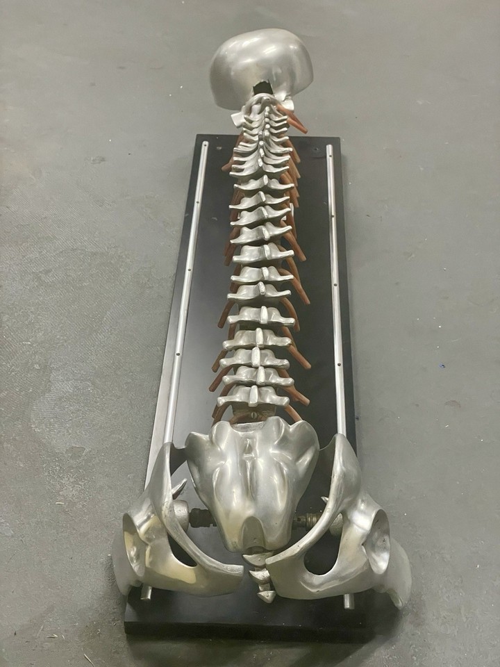 Chiropractic Fleets Spinal Demonstrator | eBay