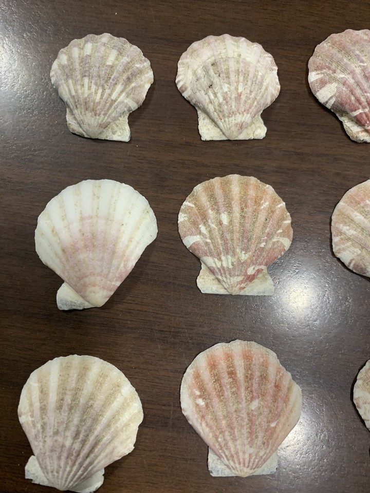 20 Small Various colored Scallop Sea Shells most 1.5” | eBay