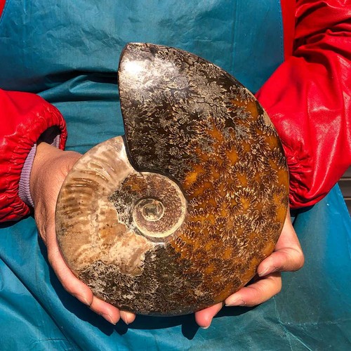 1600g Natural Ammonite Fossil Quartz Crystal Specimen Healing | eBay