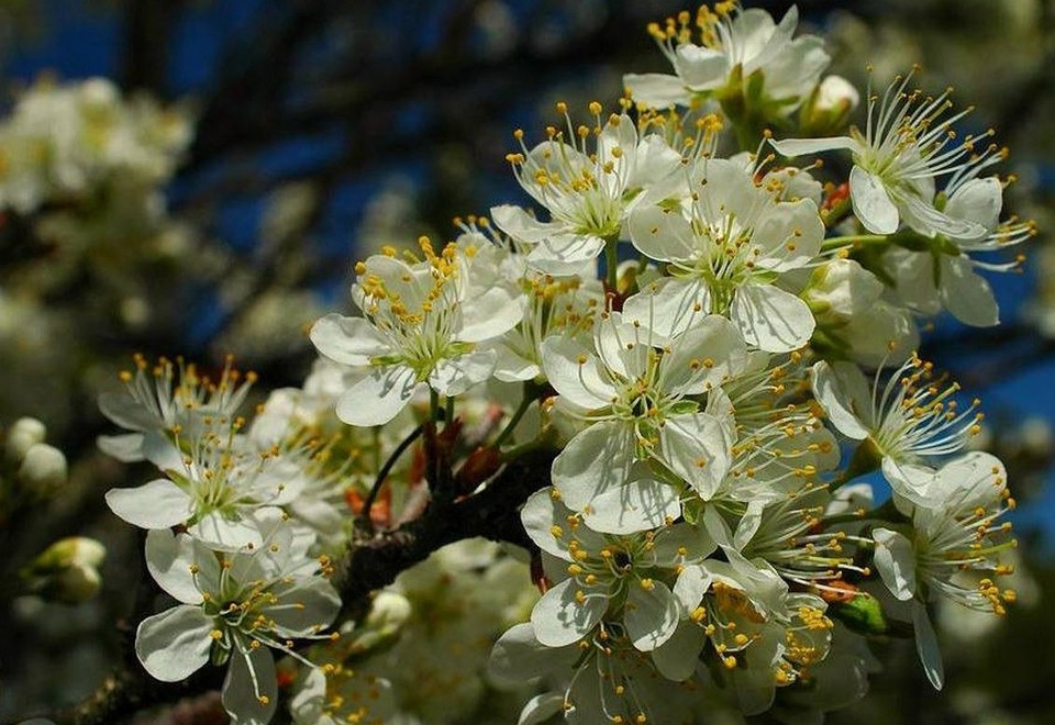 American Plum Tree (1-2 feet Tall Bare Root) Live Tree Fast Growth ...