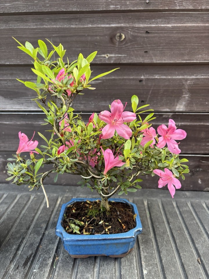 Bonsai Tree Satsuki Azalea Pink Flowering 12 Yrs 13" In Flower FREEPOST ...
