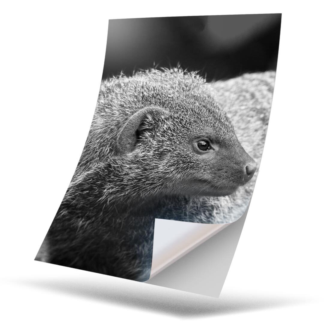 1 x Vinyl Sticker A4 - BW - Banded Mongoose African #35242 | eBay UK