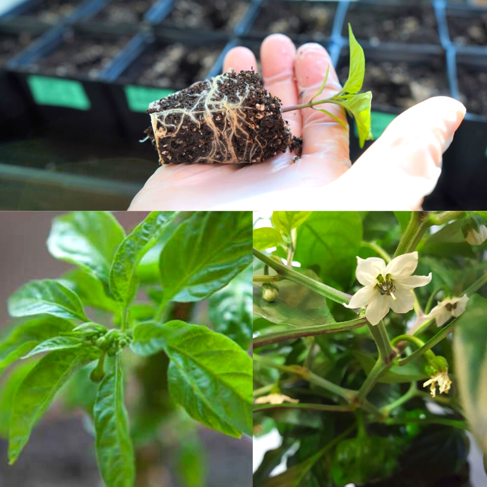 Scotch Bonnet Pepper Super Hot Spicy Nai Miris Endemic Dried Fresh ...