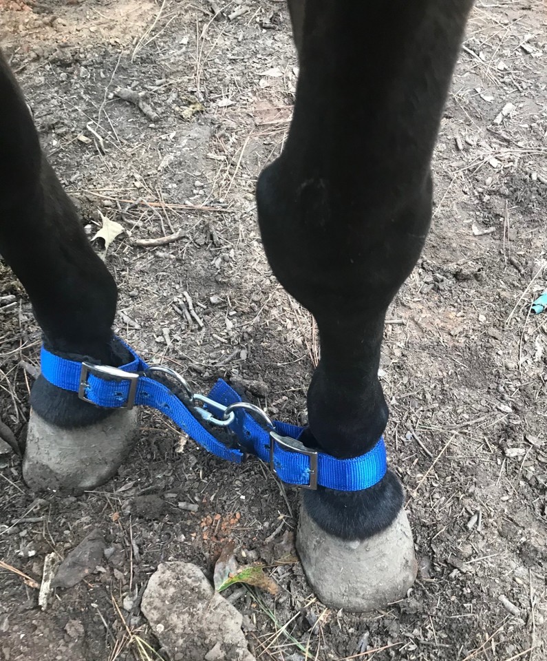 Adjustable Fleece Lined Horse Nylon Heavy Duty Hobbles USA Hand Made 5 ...