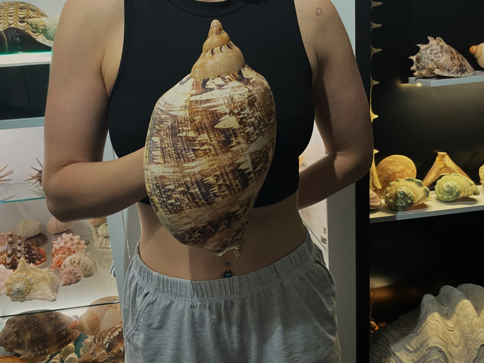 SEASHELL Cymbiola Magnifica 270mm 555gr EXTREMELY RARE HUGE SIZE Beauty ...