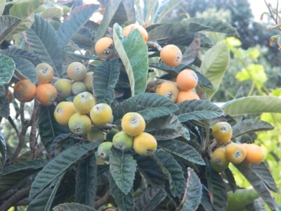 LOQUAT TREE CUTTING FROM 35+ YR OLD- HEAVILY FRUITING ! X1 cutting 18CM ...