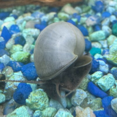 3 Blue Mystery Snails- Live Freshwater Snails (Pomacea bridgesii) 2-4 ...