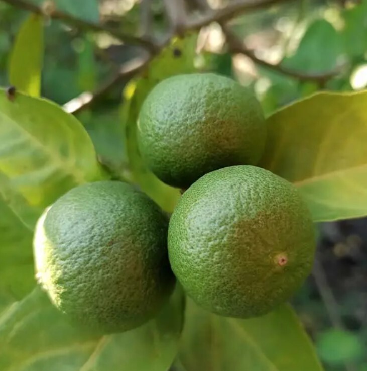 Lime Tree Dwarf Persian (Bearss) Lime Tree in 1 gal 2-3 ft Tall Citrus ...