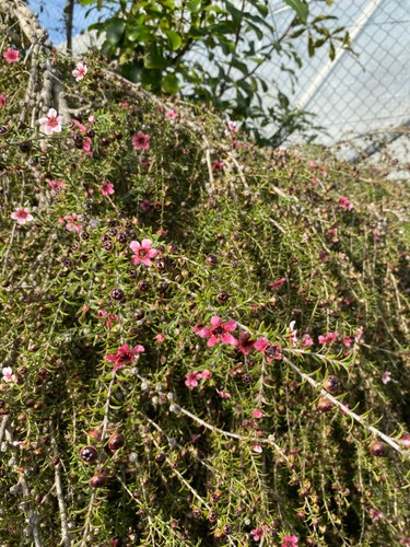 Weeping Manuka - pink flowers - 500 seeds - Leptospermum scoparium ...