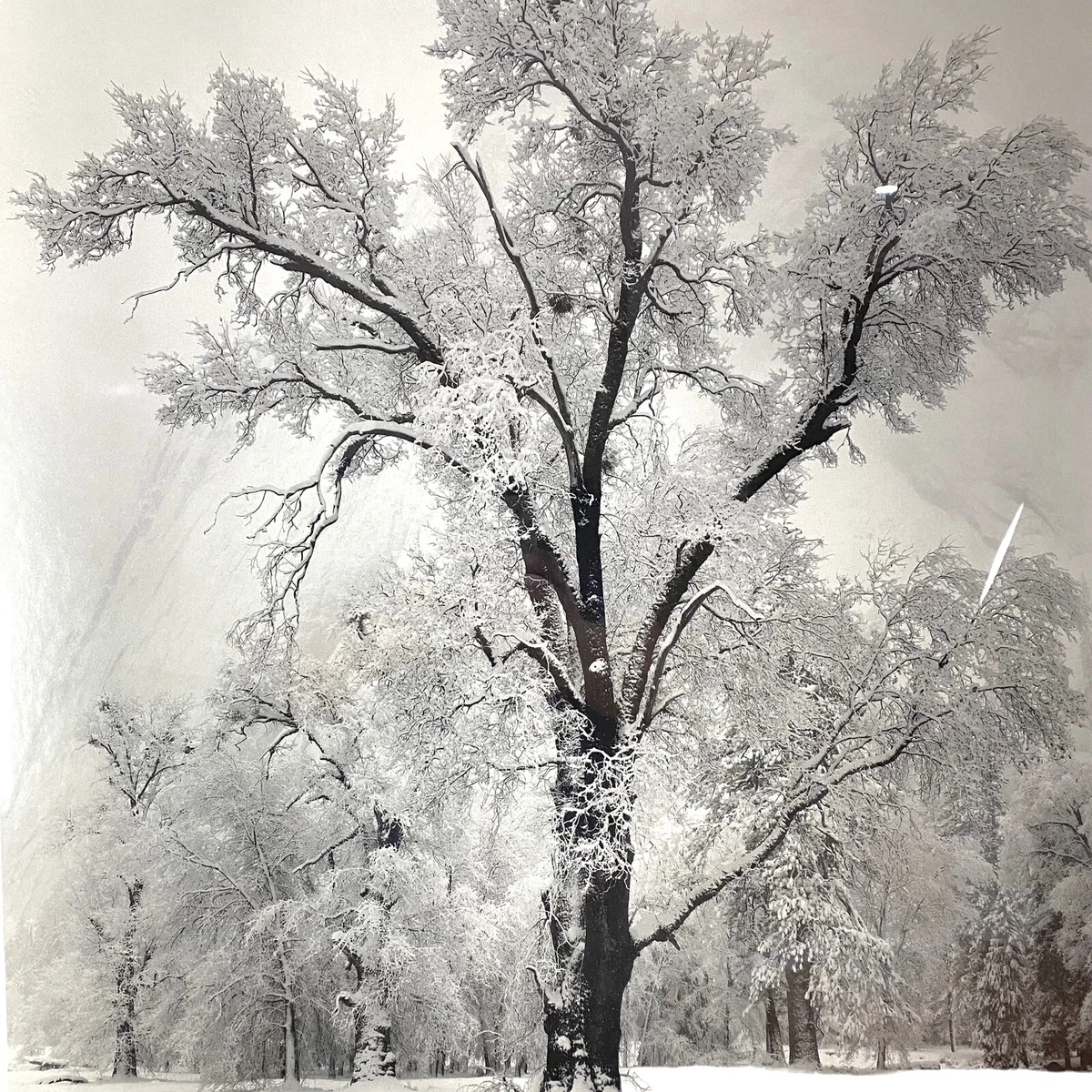 Ansel Adams Tree