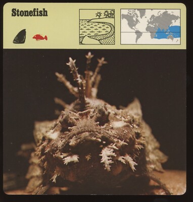 Stonefish Safari Cards Rencontre Fish | eBay