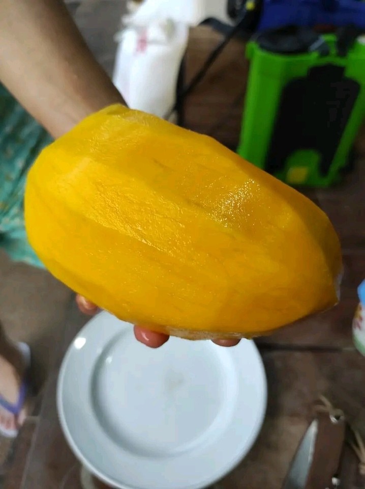 Grafteds Dwarf Jin De Long Mango Fruit Trees, Quickly to fruit bear | eBay