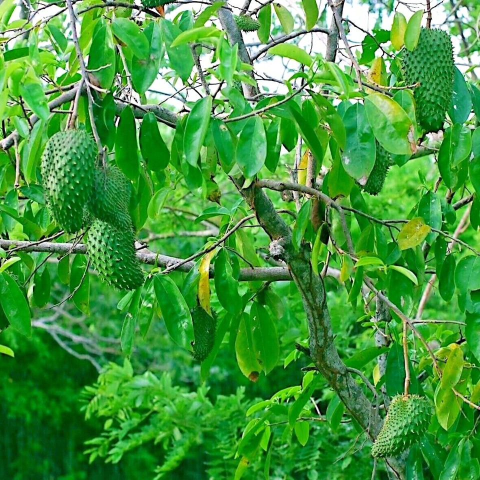 SOURSOP FRUIT TREE SEEDS Annona muricata Graviola Tropical RARE ...