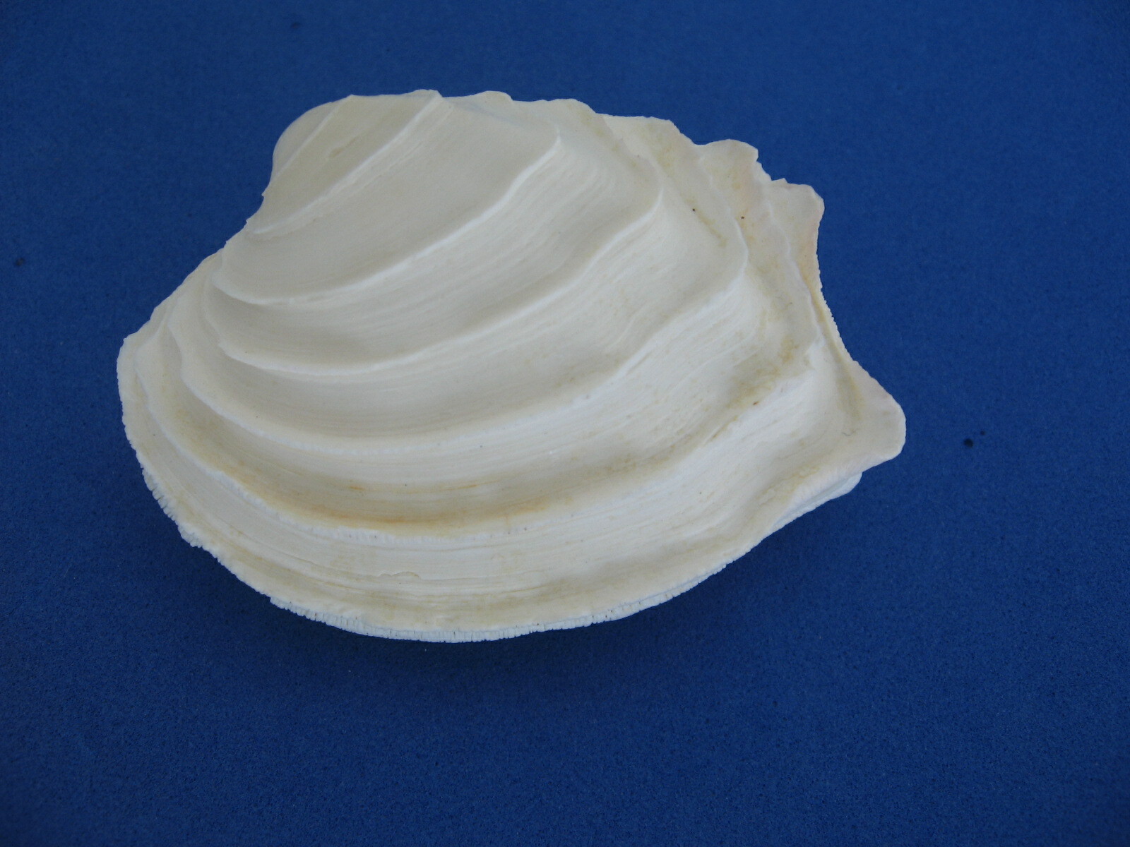 Callanaitis disjecta venus wedding cake seashell shell 2 1/4" | eBay
