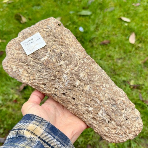RARE: Plesiosaur Flipper Bone Fossil – Jurassic Marine Reptile – Lower ...