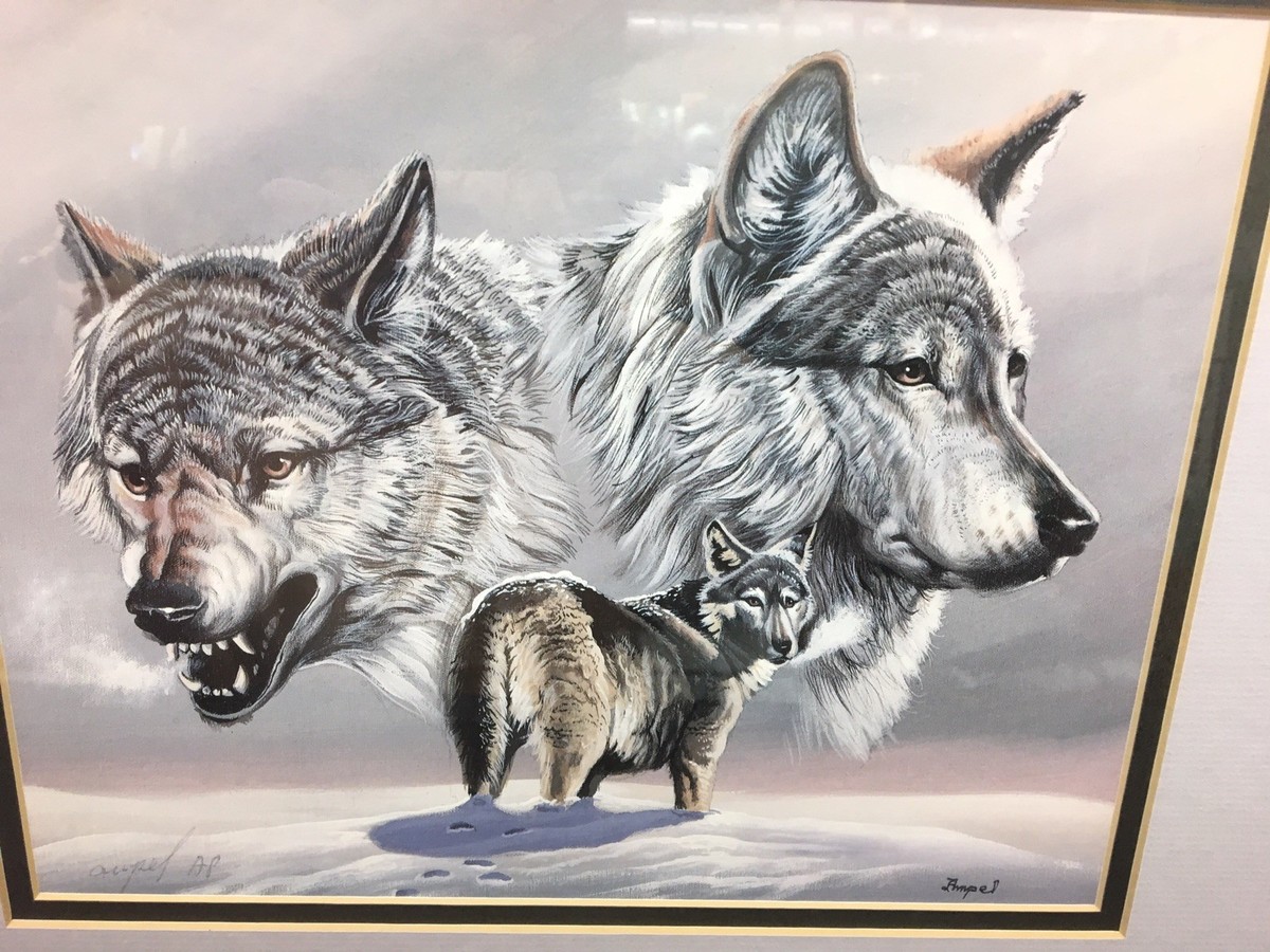 Black Wolf Pencil Drawing