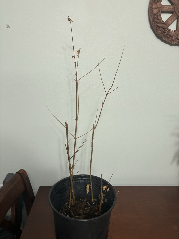 Trident Maple Group of 3, #1 | eBay