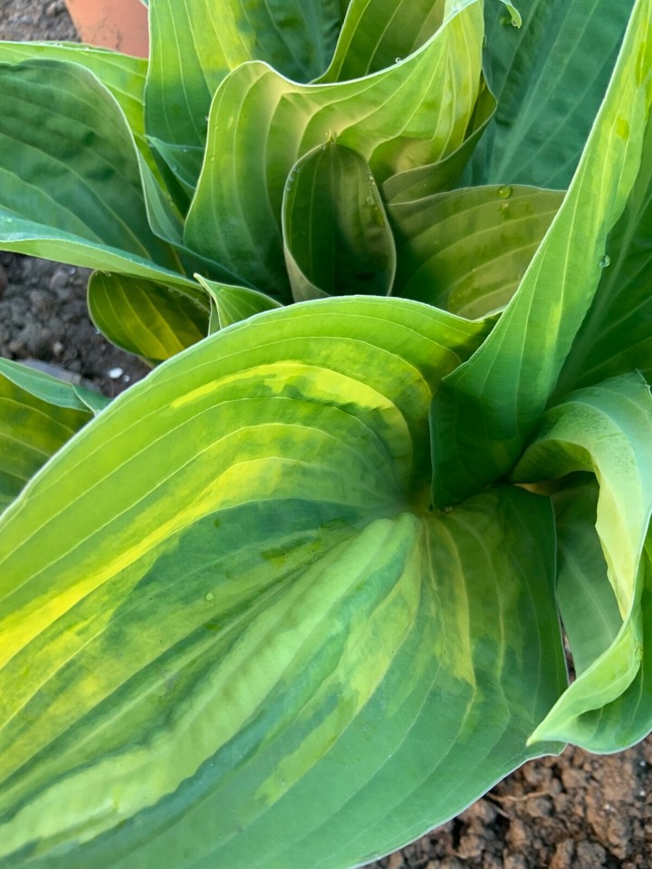 Hosta ‘ Sally and Bob ’ Plantain Lily Plant Shipping Spring 2025 | eBay