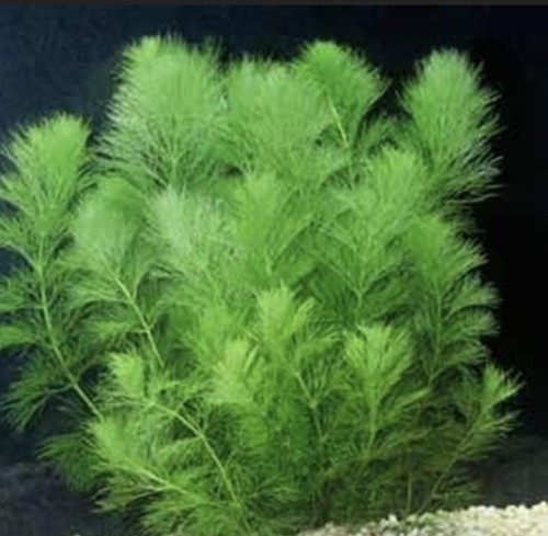 FREE EXPRESS SHIPPING!!! Giant Ambulia Bunch - Live Aquarium Plant ...