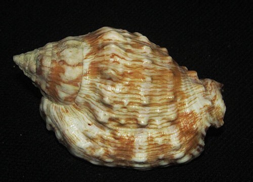 59 mm GREAT PATTERN Strombus Pipus Conch with Operculum Seashell Phuket ...