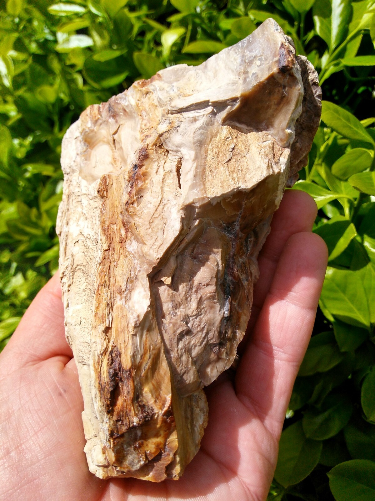 FACE POLISHED OWYHEE MOUNTAINS PETRIFIED WOOD FOLDED RINGS LOG AGATE ...