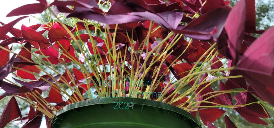 Oxalis Triangularis / Purple Shamrock/Wood Sorrel/ Lucky lovely bulb ...