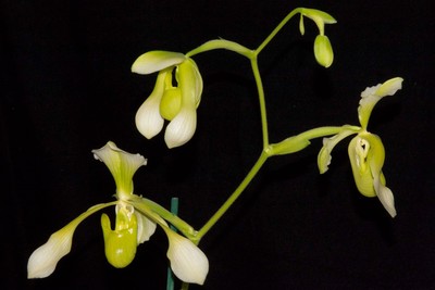 Paphiopedilum Toni Semple #3 (haynaldianum alba x lowii alba AM/AOS) | eBay