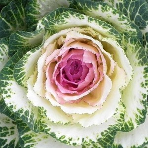 Flowering Kale Seeds - CRANE WHITE - Brassica Oleracea - Easy to Grow ...