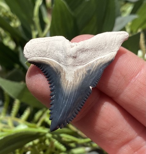 Bone Valley Hemiparesis Shark Tooth 1.57in | eBay