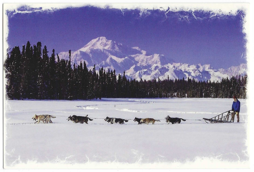 Alaska Postcard Dogs & Denali Martin Buser and Team Mushing | eBay