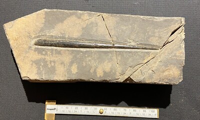 Carboniferous fossil fish 12 cm Orthocanthus spine - Kinney Quarry, New ...