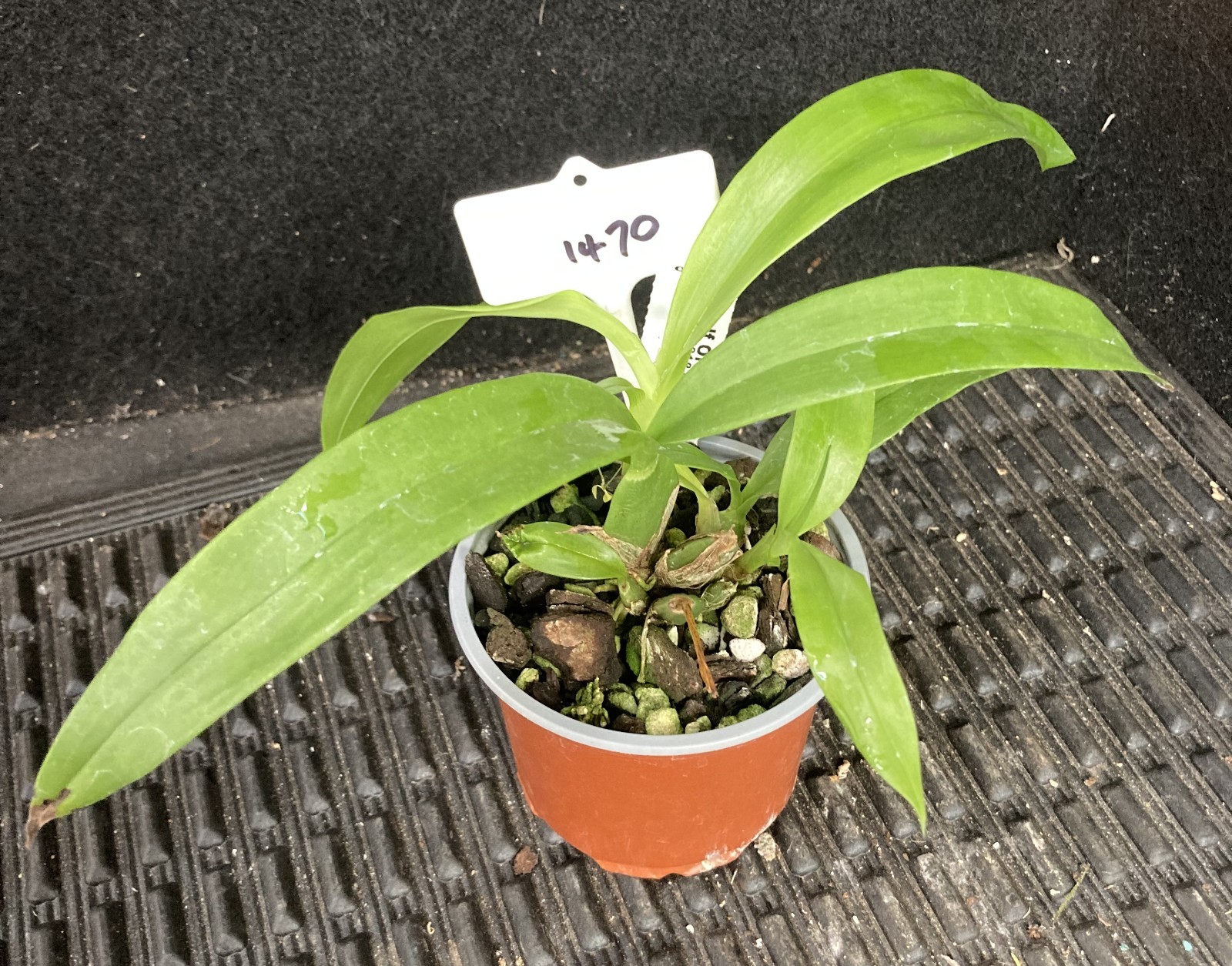 Orchid plant 1470. Encyclia cochlata nice near blooming size plant in ...