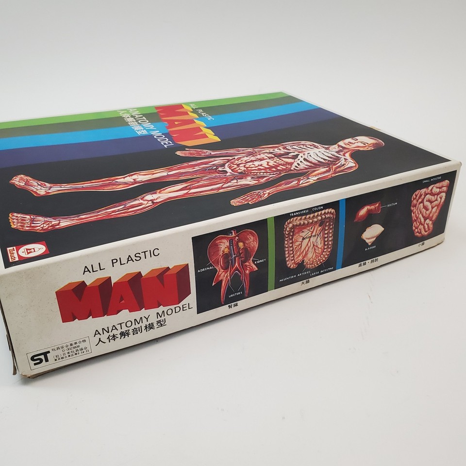 Vintage Tsukuda Japan All Plastic Man Anatomy Model Kit Transparent ...