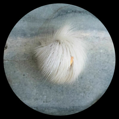 JACKAL HORN Siyar Singhi Wicca Pagan Charm Witch Black Magical Love ...