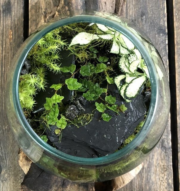 Ficus Pumila Quercifolia (Fully Rooted) String of Frogs - Live ...