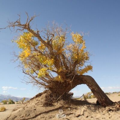 Saxaul zaisansky 20 PCS fresh seeds, Haloxylon ammodendron organic ...