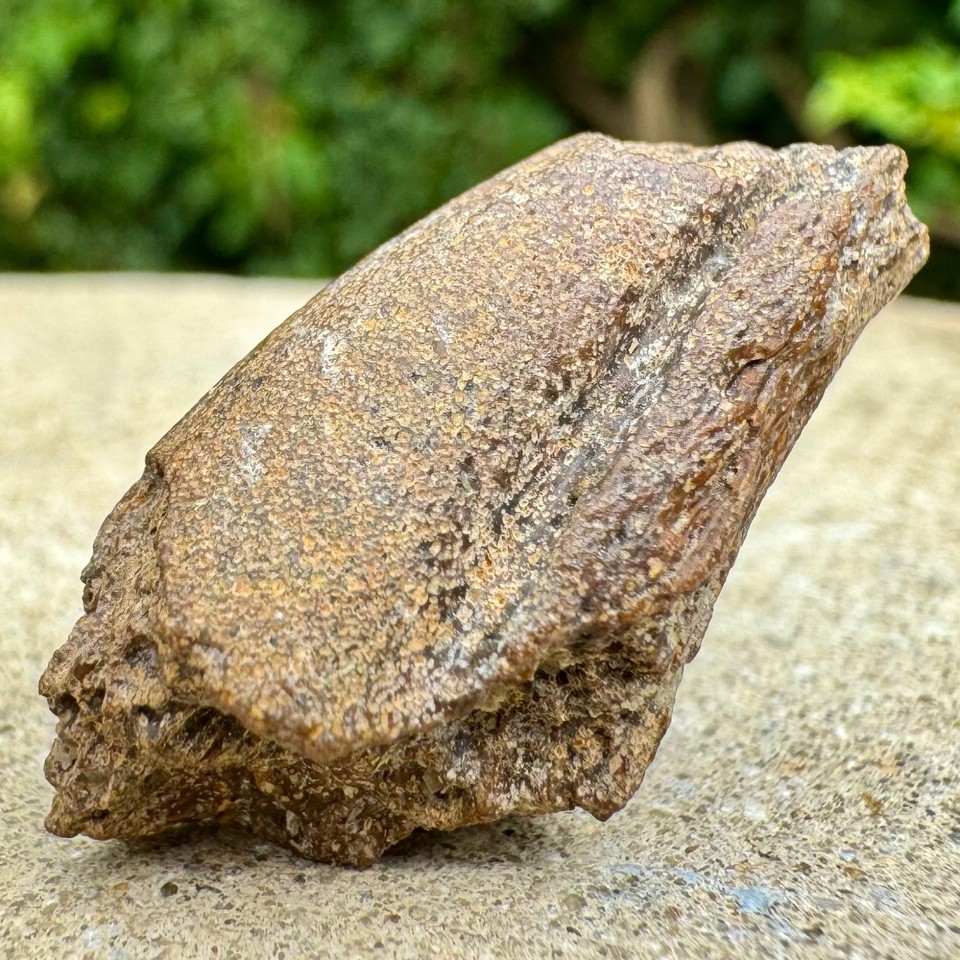 Authentic Majungasaurus Dinosaur Claw Fossil Cretaceous Maevarano ...