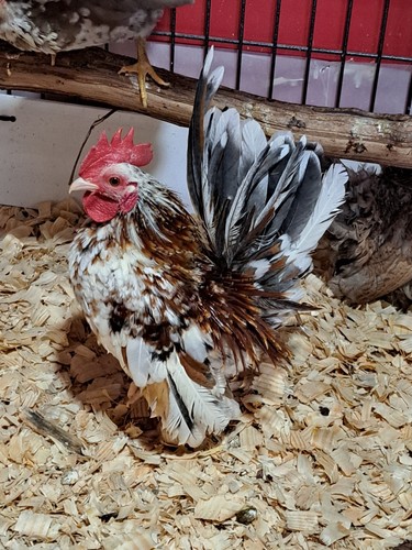 Serama Hatching Eggs Npip/ai | eBay