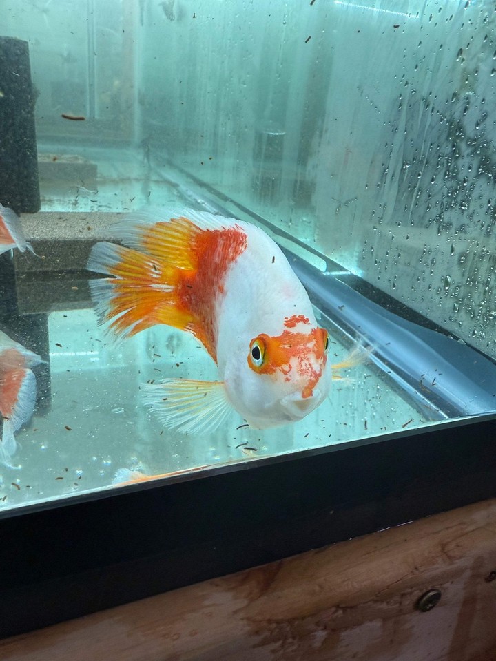 Red & White Parrot Cichlid 3.5–4.5” – Rare Color Morph – Live ...