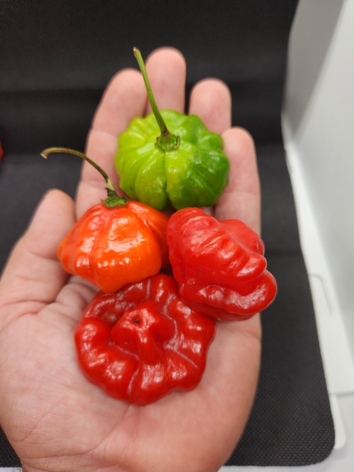 Seeds from Puerto Rico, Organic, NON-GMO, Sofrito, garden, hydroponic ...