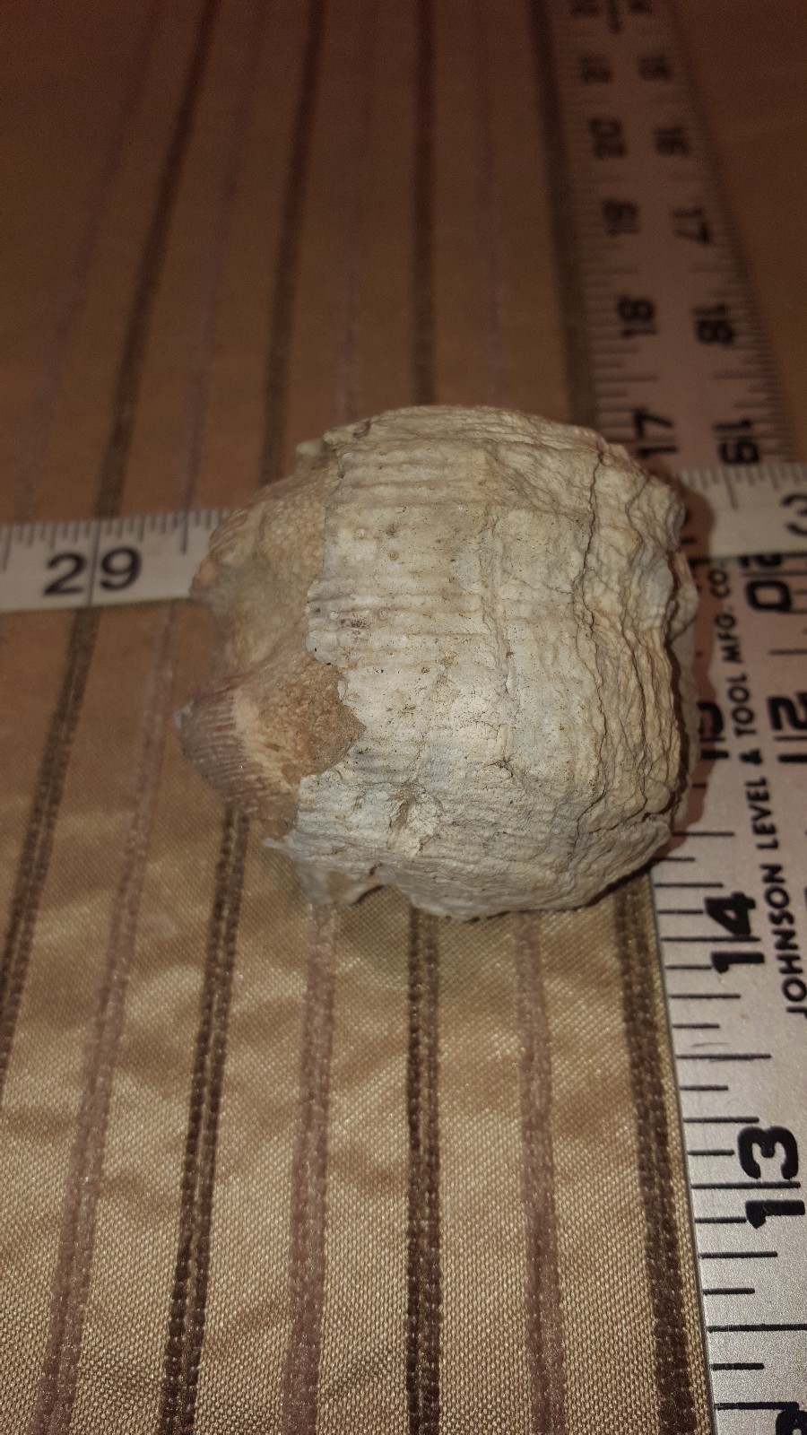 WHOLE FOSSIL SHELL CONCRETION MONTANA | eBay