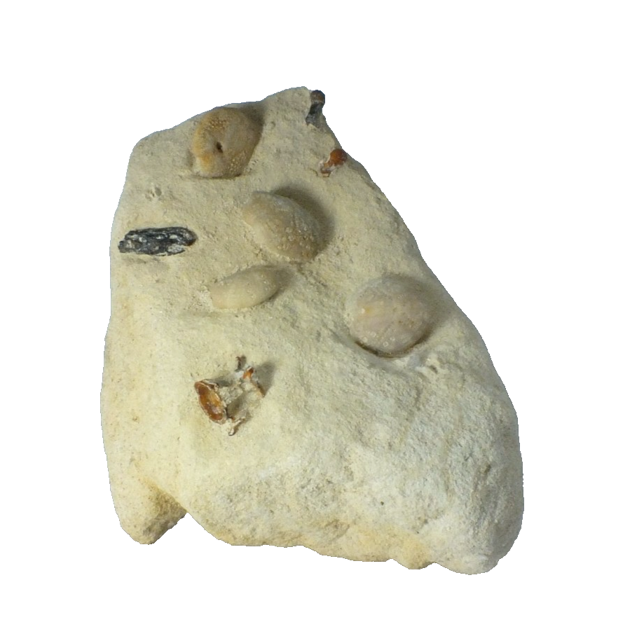 Fossil Echinoids & Fish Mouth Plates on Matrix Portland Victoria ...